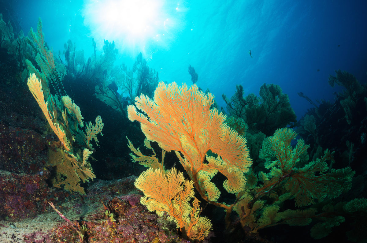 Snorkeling and Swimming - Reef Resort Vava'u