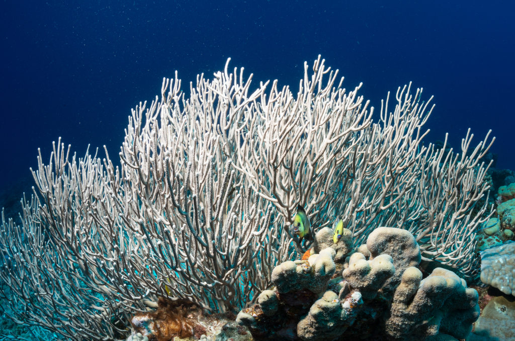 Snorkeling and Swimming - Reef Resort Vava'u