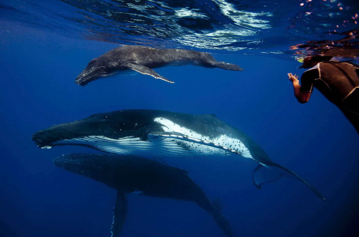 Swim with the whales - Reef Resort Vava'u