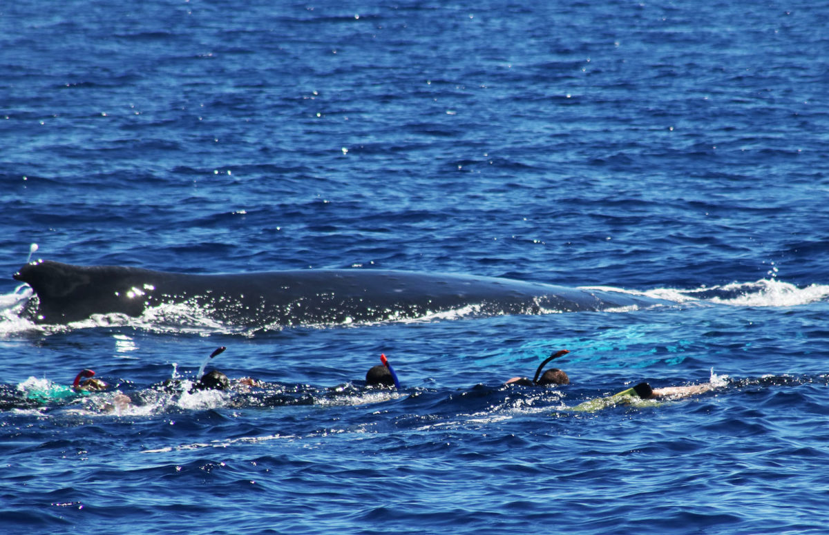 Swim with the whales - Reef Resort Vava'u